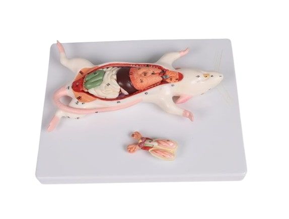 Modelo de disección anatómica de rata | Girodmedical