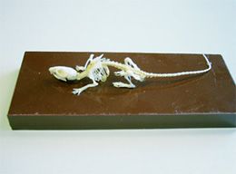 Venta online del Esqueleto de ratón T30011-2 3B Scientific por 93,07