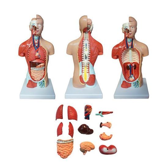 Modelo anatómico torso humano asexuado 26cm en 15 partes a 121,00