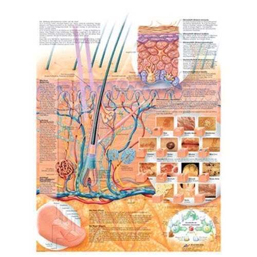 Lámina anatómica Piel VR3283L à 26,26