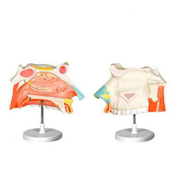 Modelo anatómico de tabique nasal en 2 partes a 220,83